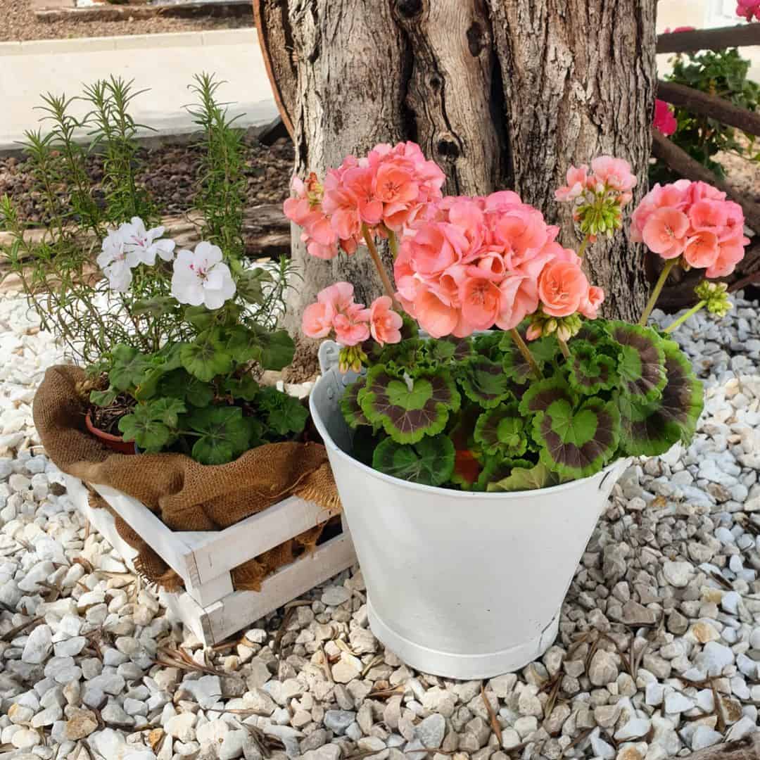 Gerânio no Jardim: Descubra o Segredo por Trás das Flores Mais ...