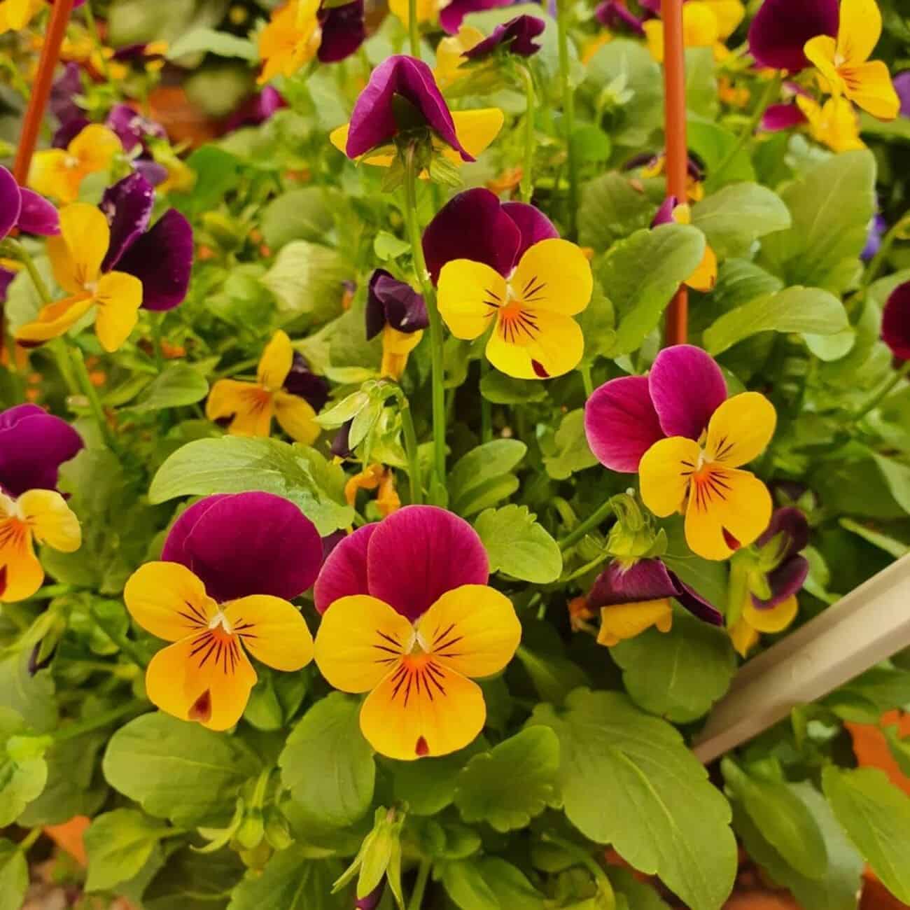 Lírio do vento: uma flor delicada e encantadora | Agronamidia