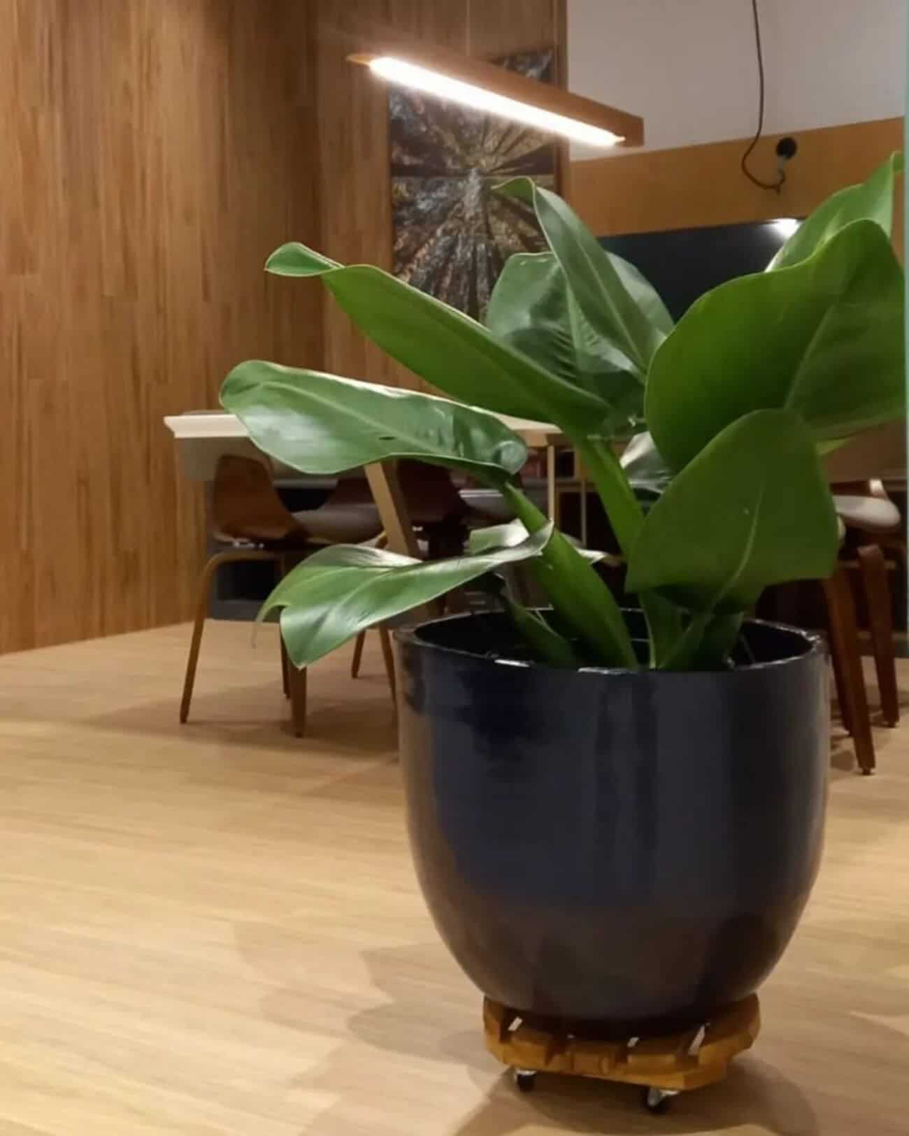 Caricata, a folhagem que adora ambientes iluminados | Agronamidia