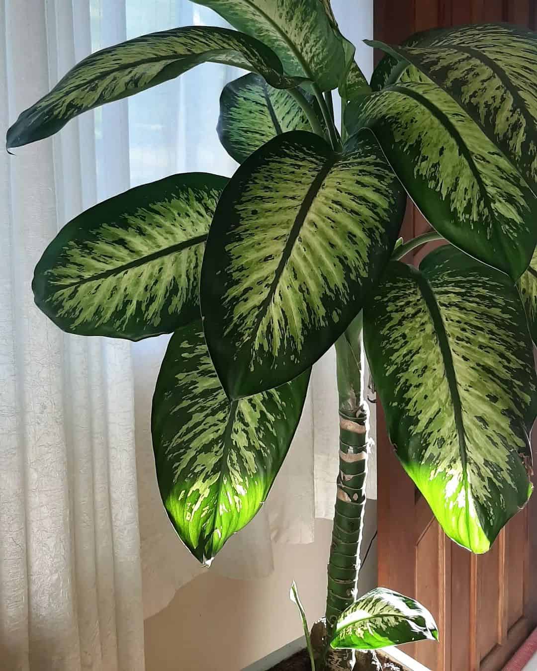 Planta comigo-ninguém-pode: significados, características e dicas para ...