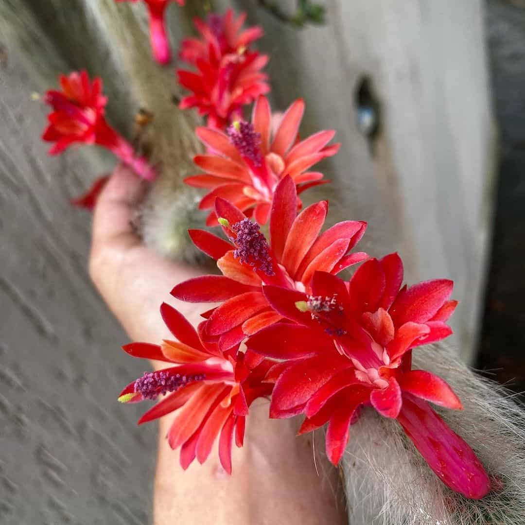 Cacto Rabo de Macaco (Hildewintera colademononis): Guia Completo e ...