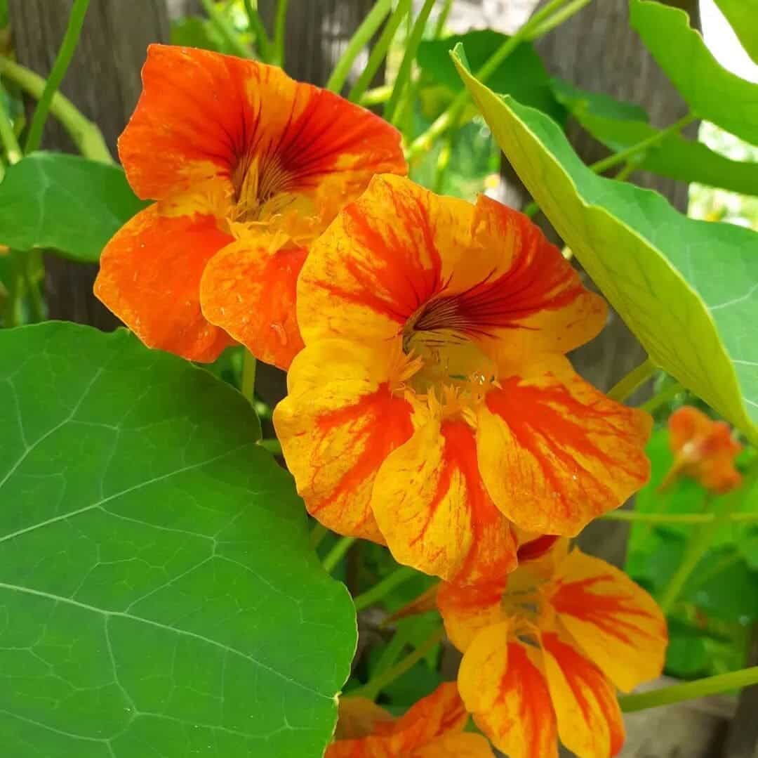 Capuchinha (Tropaeolum majus): A joia comestível do jardim