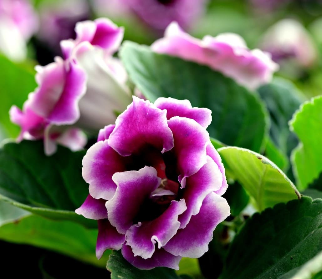 Gloxínia: a planta que encanta com suas flores exuberantes.