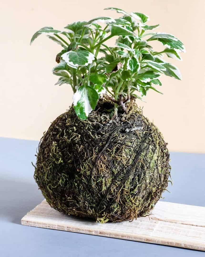 Kokedama: como fazer? Como cuidar? Um guia completo.