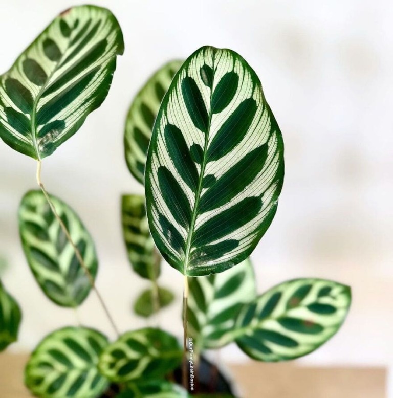 Se encante pelos principais tipos de maranta e saiba como cultivar em casa.