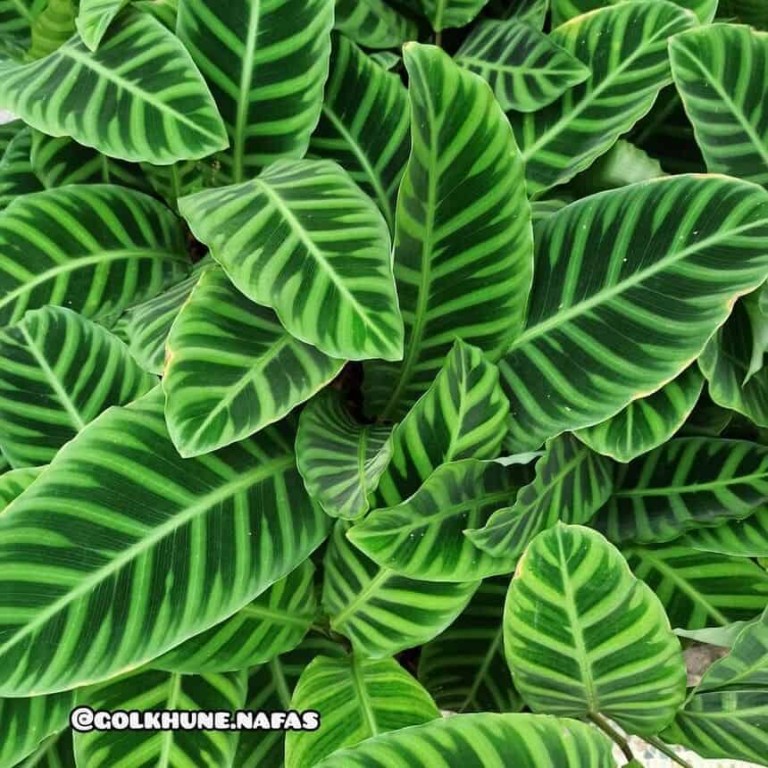 Maranta zebrina: a planta que encanta com suas folhas listradas.