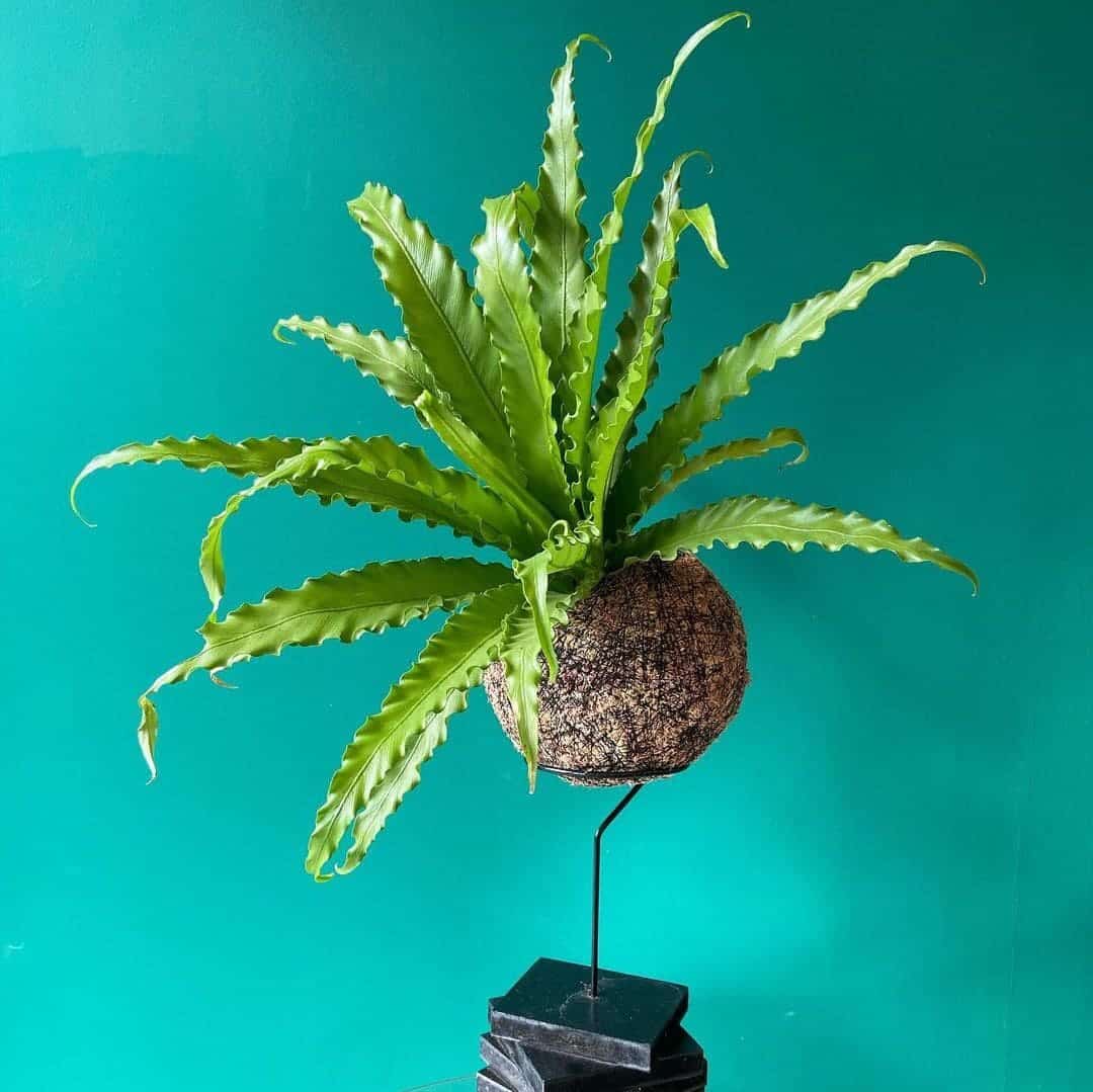 Asplênio Osaka: a samambaia crespa que encanta pela beleza e pela ...