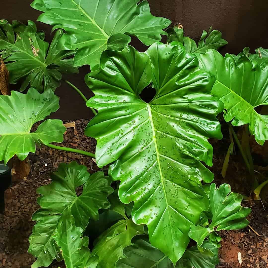 Como cuidar do Guaimbê (Philodendron undulatum)?
