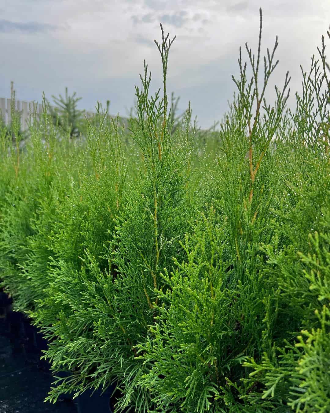 Tuia, a árvore-da-vida: versatilidade e dicas essenciais para o cultivo ...