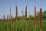 Conheça a Taboa (Typha domingensis): Características e Usos Versáteis ...