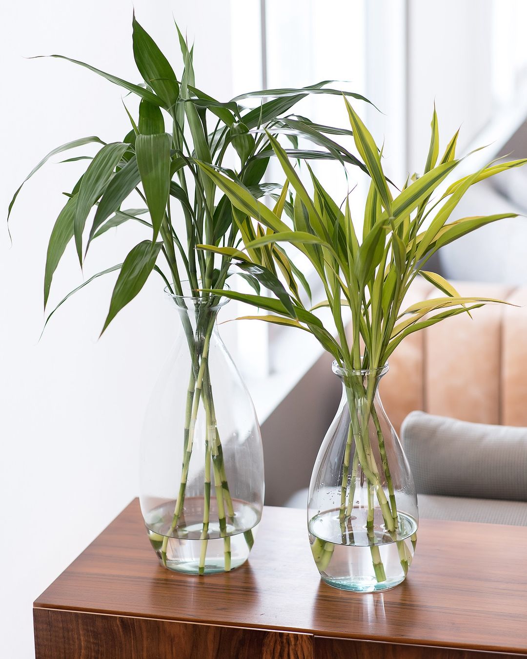 O que fazer quando o bambu da sorte fica amarelado? Especialistas ...