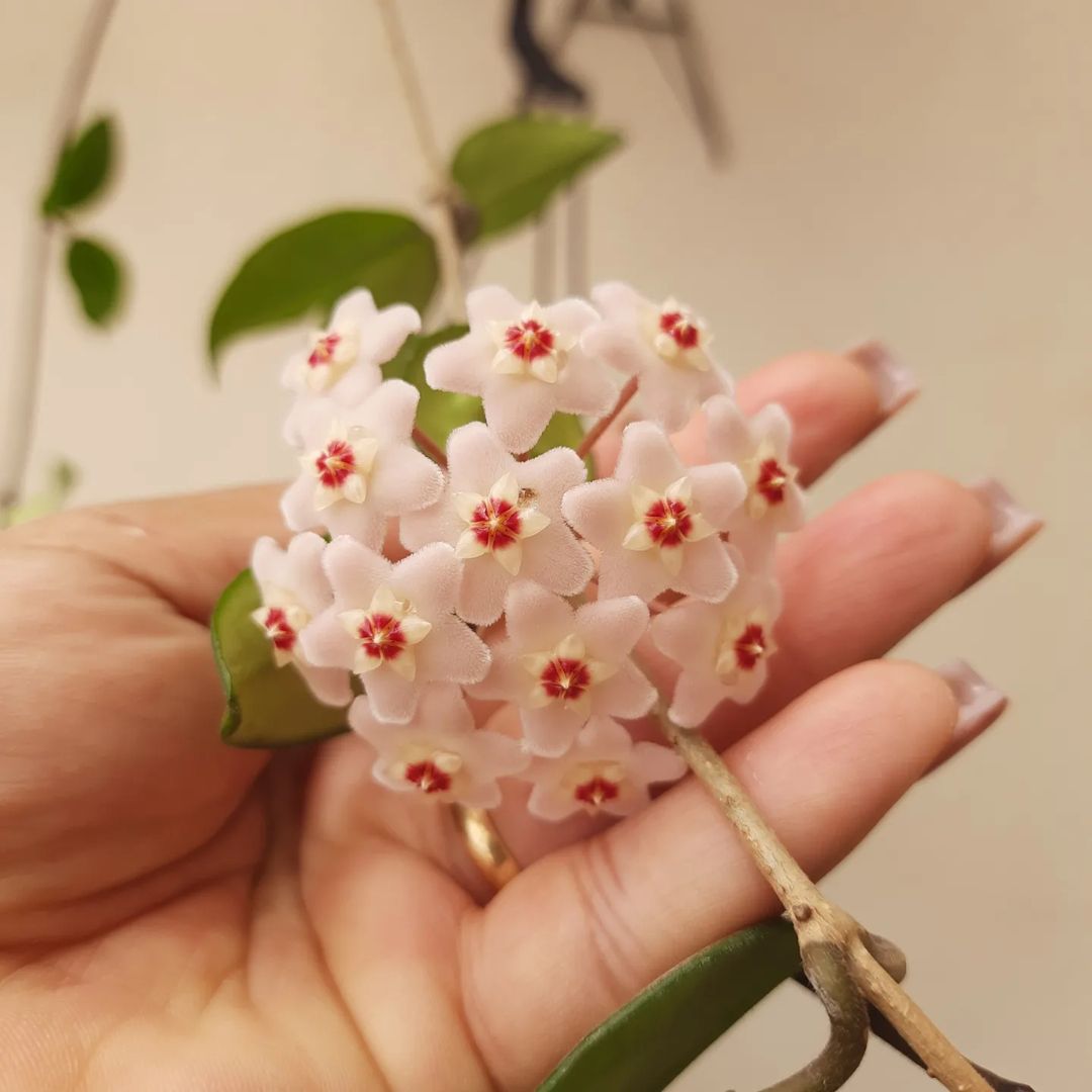 Como cuidar da flor de cera? Descubra tudo sobre a hoya. | Agronamidia