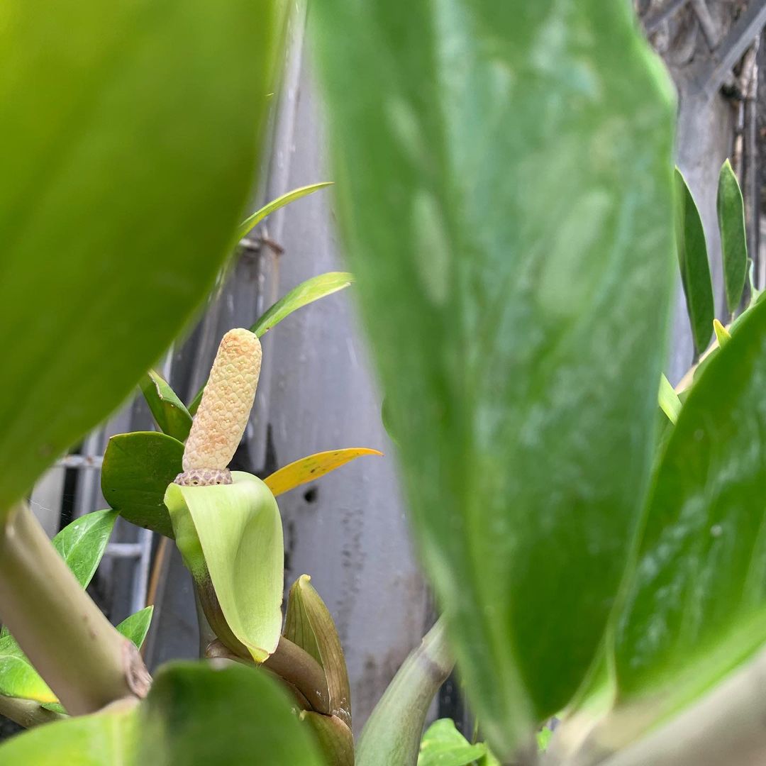 Conheça a Flor de Zamioculca; rara, elegante e discreta. | Agronamidia