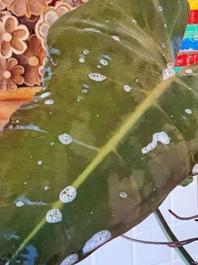 Manchas Brancas nas Plantas: Causas e Como Tratar | Agronamidia