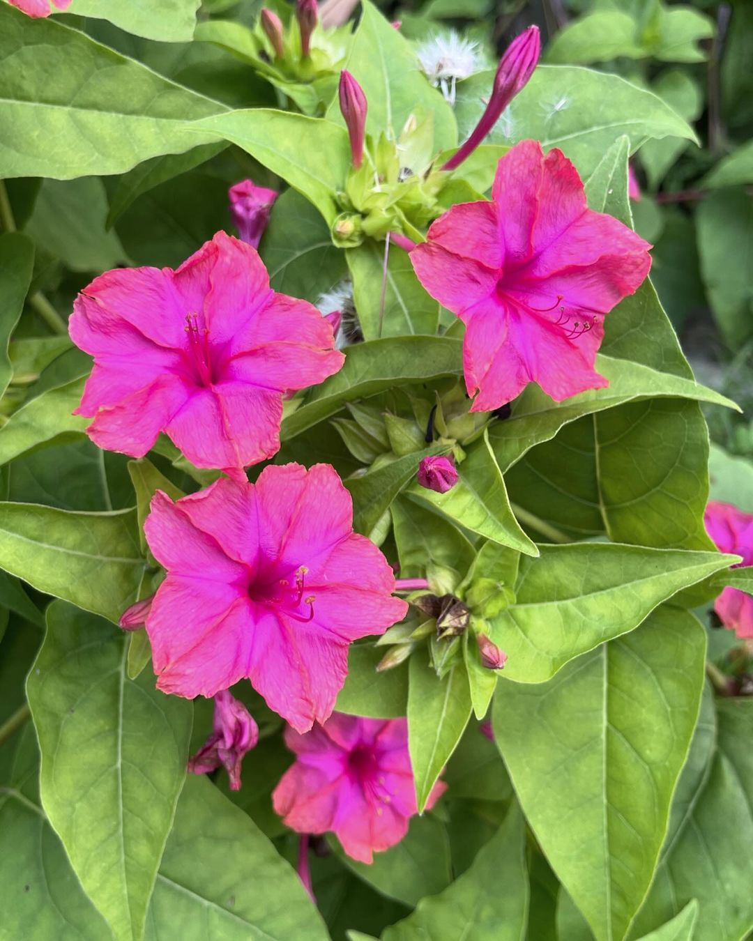 Flor Maravilha (Mirabilis jalapa): saiba como cultivar esse arbusto ...