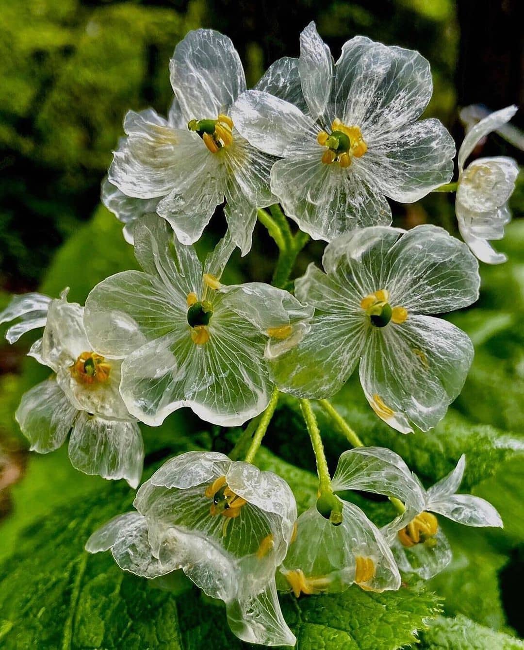 Diphylleia grayi: A Curiosa Flor Esqueleto | Agronamidia