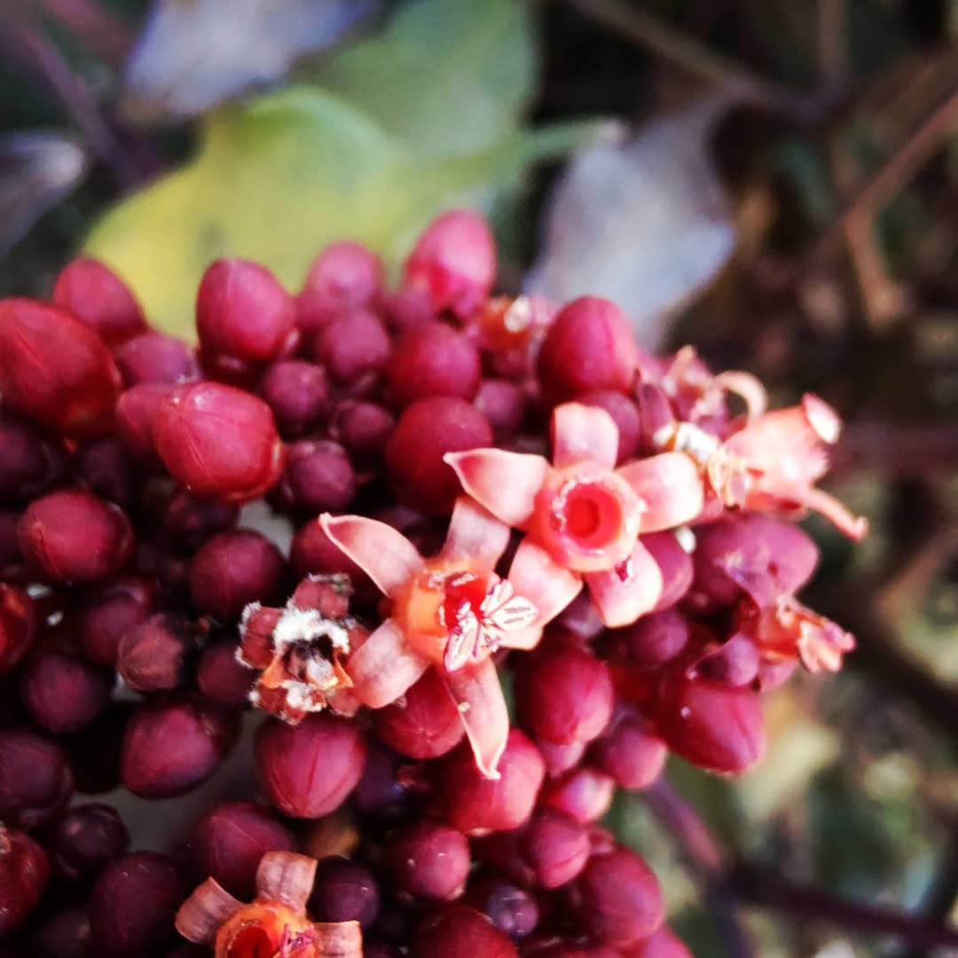 Leea Rubra: O Encanto de uma Planta Exuberante para Jardins Tropicais ...