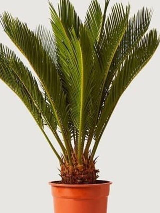 Cyca revoluta: a planta que dá ar nobre e escultural ao seu jardim ...