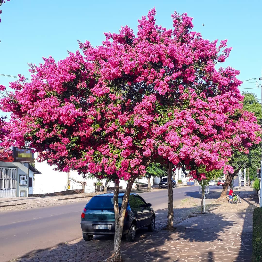 Resedá (Lagerstroemia indica): a árvore ornamental que colore ruas e ...
