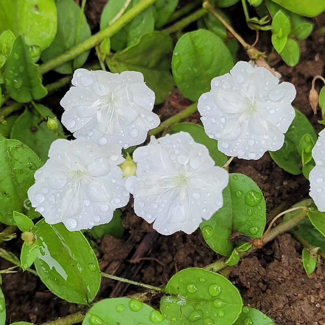 Gota-de-Orvalho: a planta que floresce como um suspiro e transforma ...