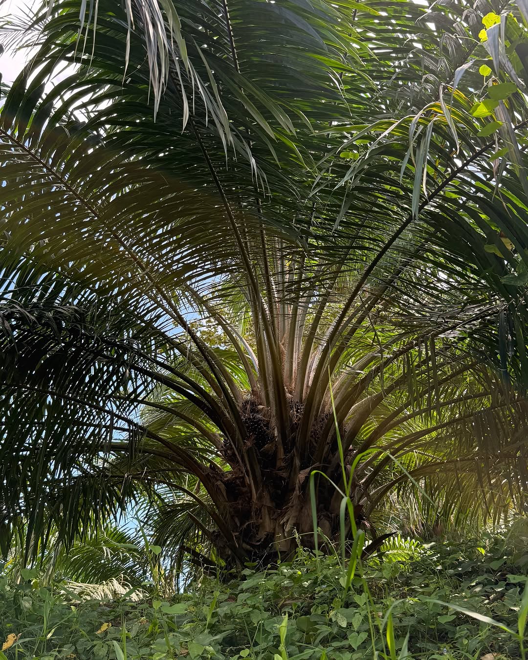 Você conhece o dendezeiro? Descubra a palmeira que deu origem ao azeite ...