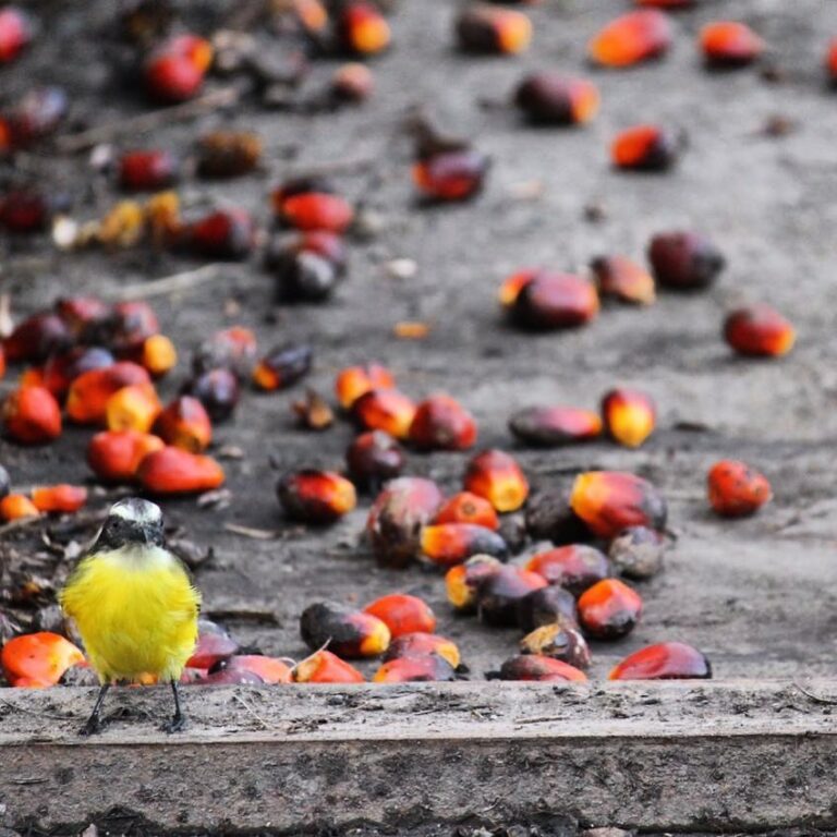Você conhece o dendezeiro? Descubra a palmeira que deu origem ao azeite ...