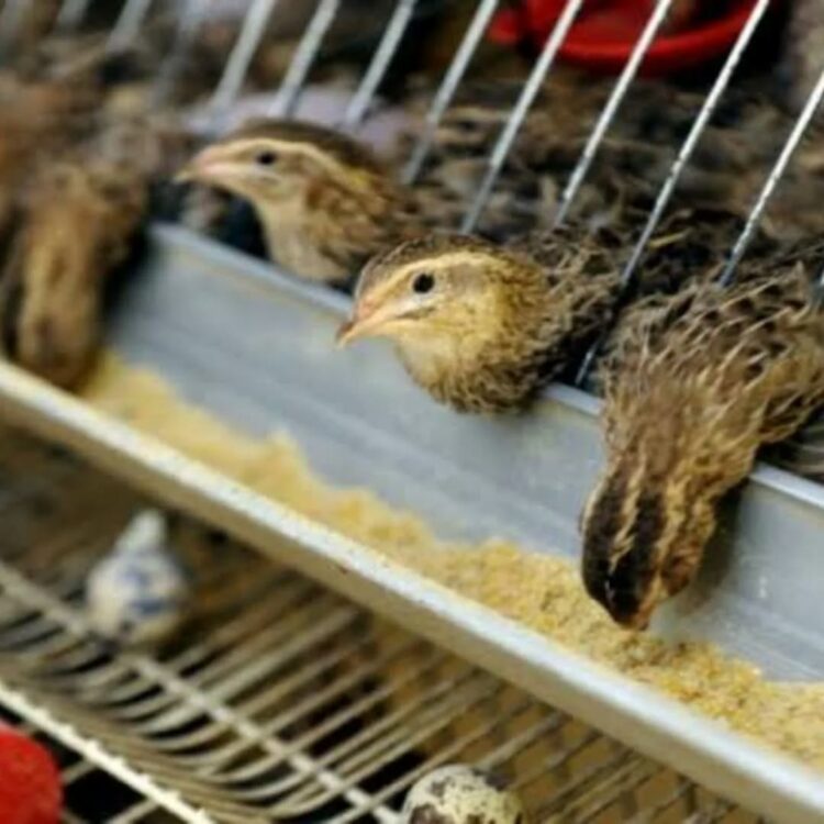 Pequenas, produtivas e fáceis de criar: tudo sobre o universo da ...