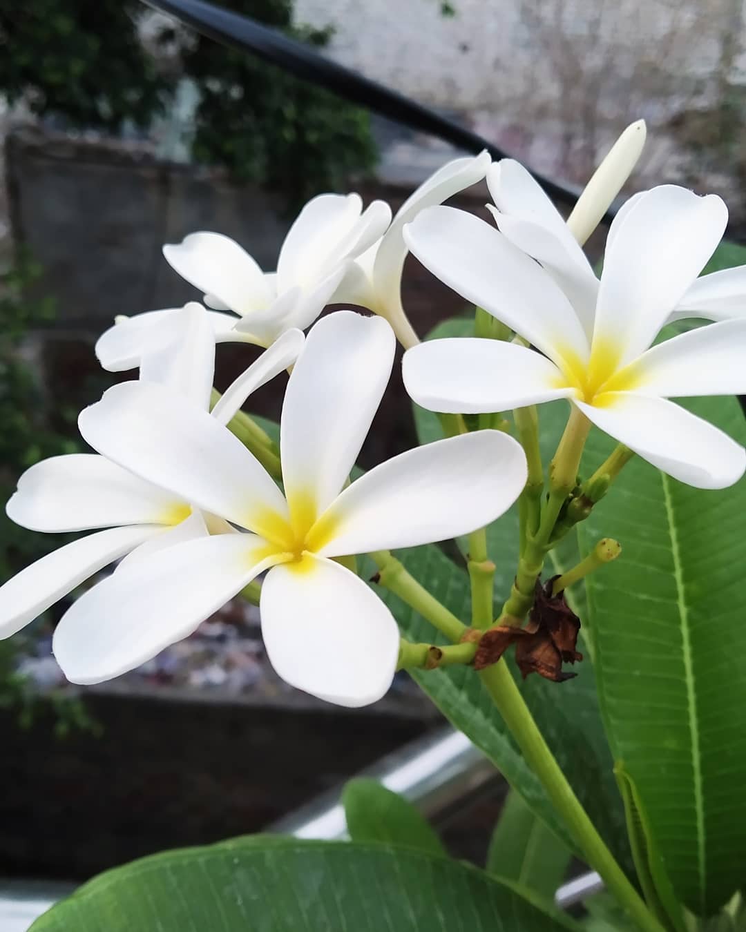 Planta Janaúba: entre o uso ornamental e medicinal, o que você precisa ...