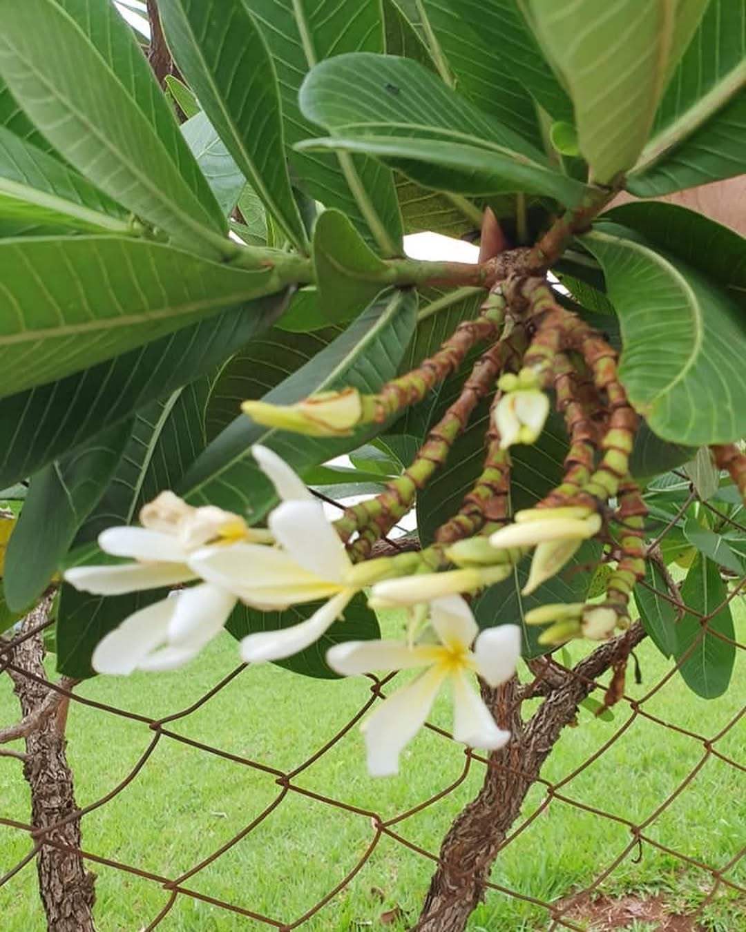 Planta Janaúba: entre o uso ornamental e medicinal, o que você precisa ...