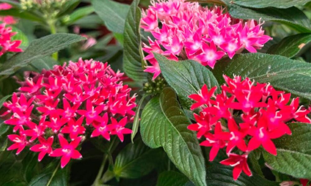 Essa planta de flores em forma de estrela era símbolo de proteção no ...